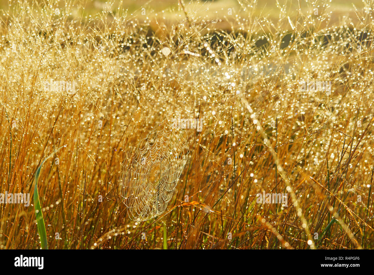 Dew in Field Stock Photo - Alamy