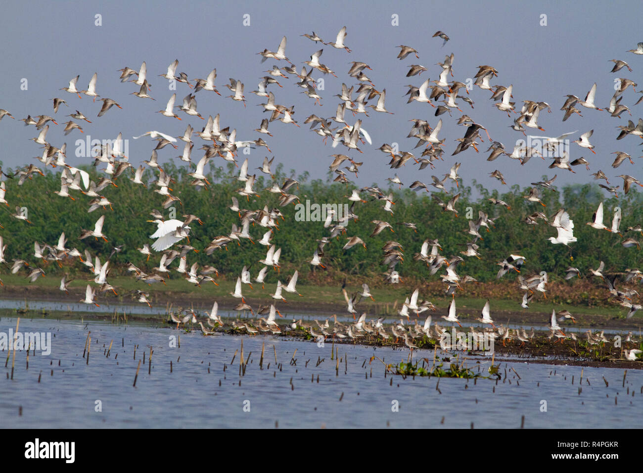 Flock of migratory birds at Baikka Beel Sanctuary. It is a wildlife ...