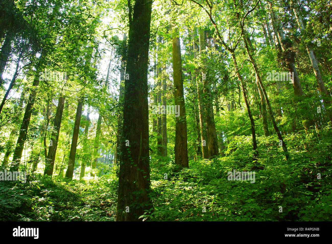 Relax in forest hi-res stock photography and images - Alamy