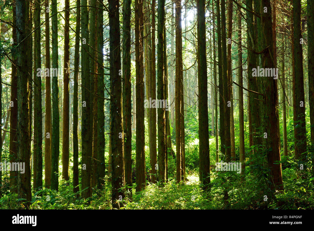 Relax in forest hi-res stock photography and images - Alamy