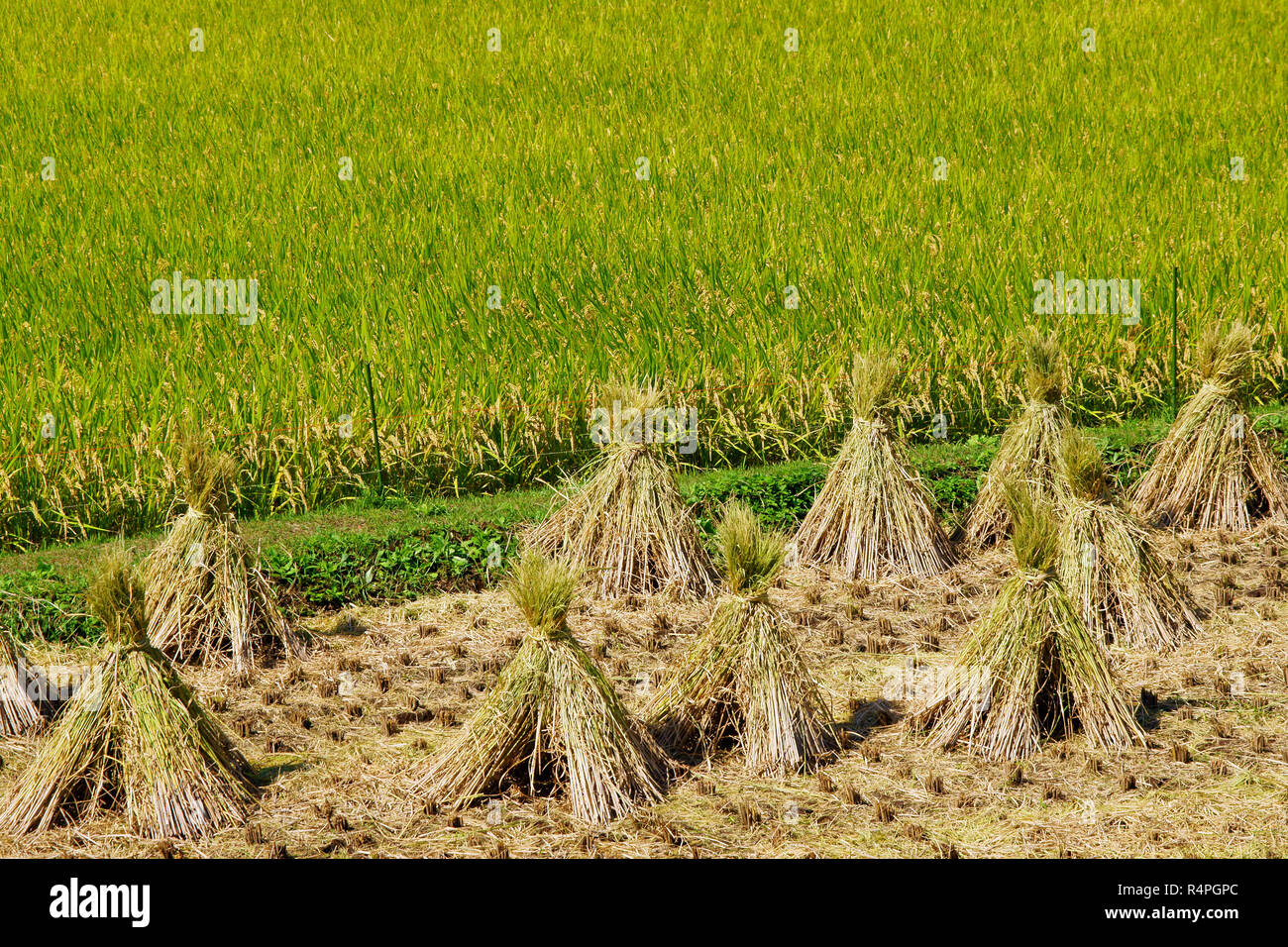 Rice Ears High Resolution Stock Photography and Images - Alamy