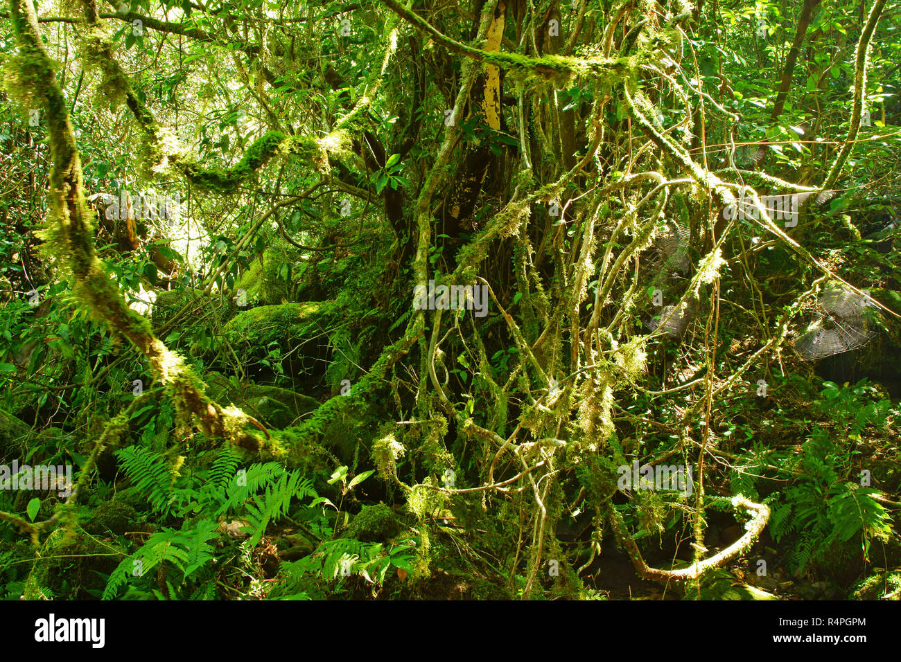 Forest of Moss Stock Photo - Alamy