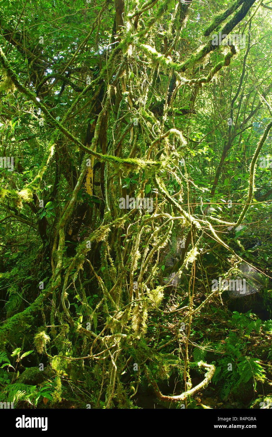 Forest of Moss Stock Photo - Alamy