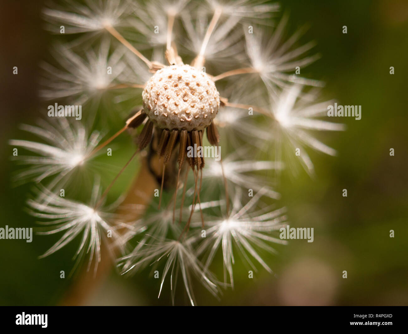 a white dandelion head close up broken bits missing flown off with ...