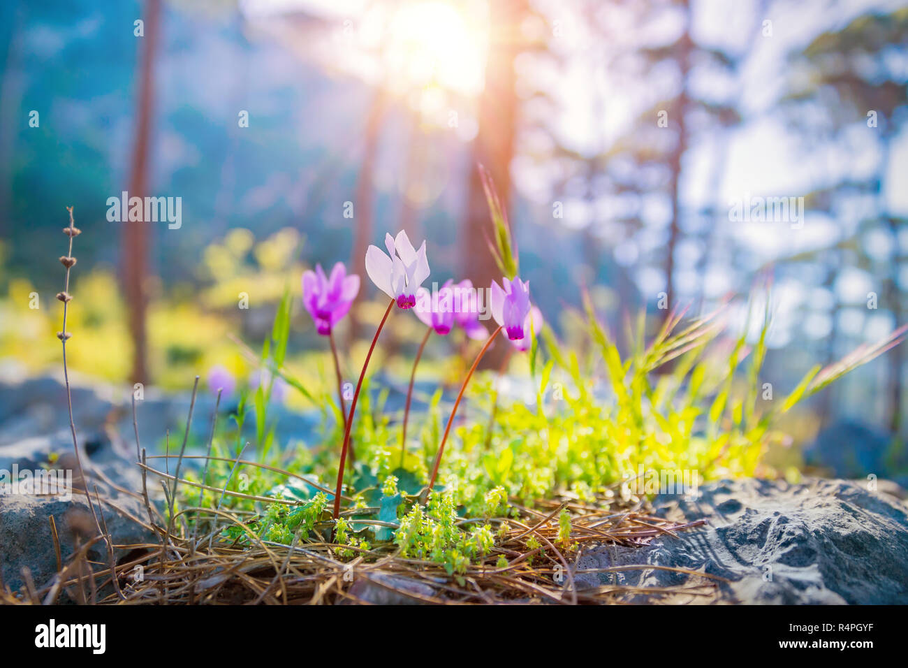 Beautiful spring flowers Stock Photo - Alamy