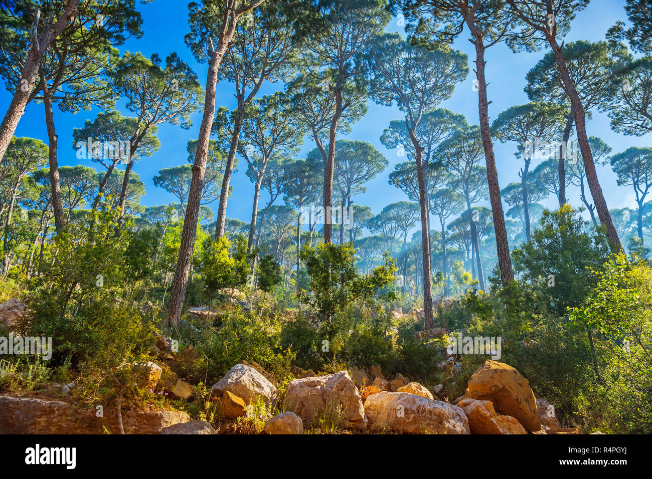Beautiful forest landscape Stock Photo - Alamy