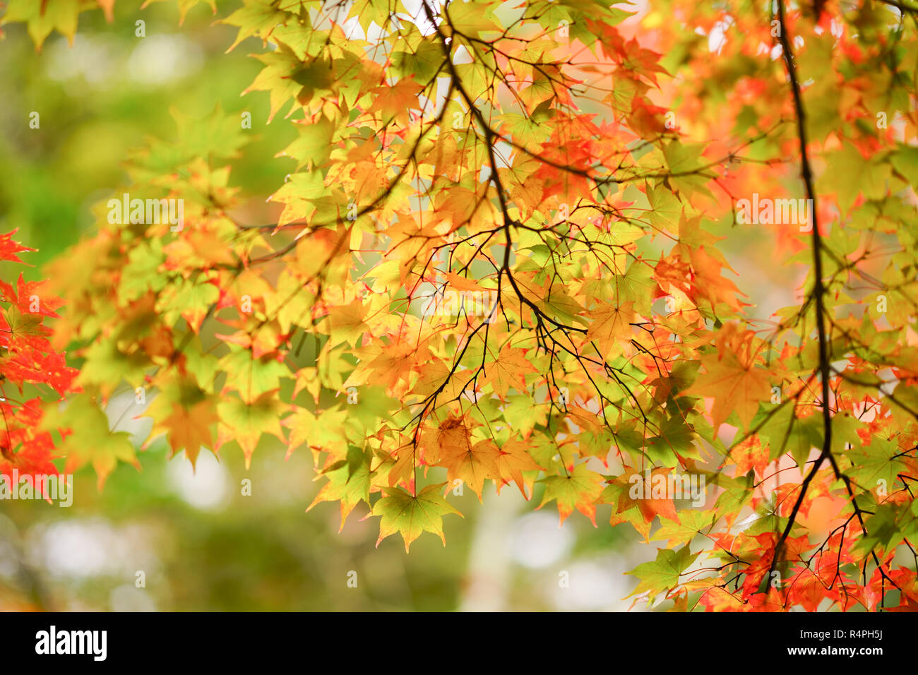 Japanese Fall Foliage Stock Photo - Alamy