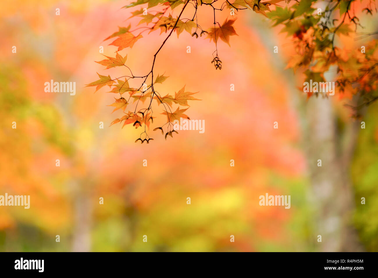 Japanese Fall Foliage Stock Photo - Alamy