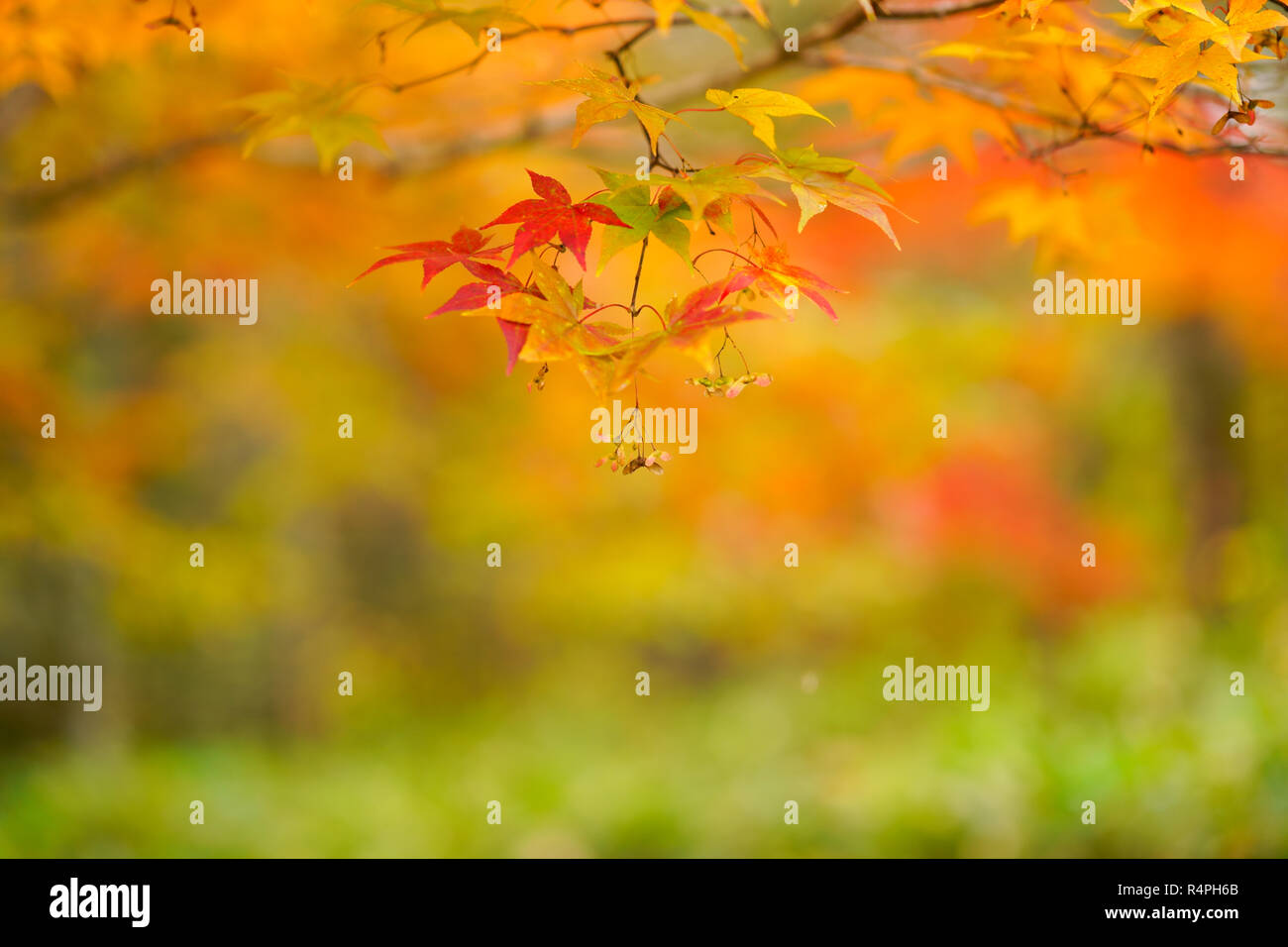 Japanese Fall Foliage Stock Photo - Alamy