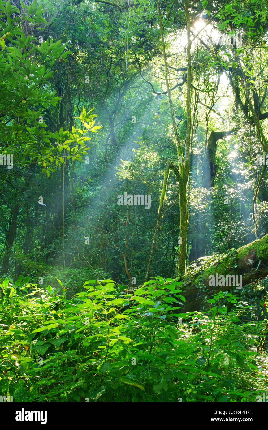 Forest of Aso, Kumamoto Prefecture, Japan Stock Photo - Alamy