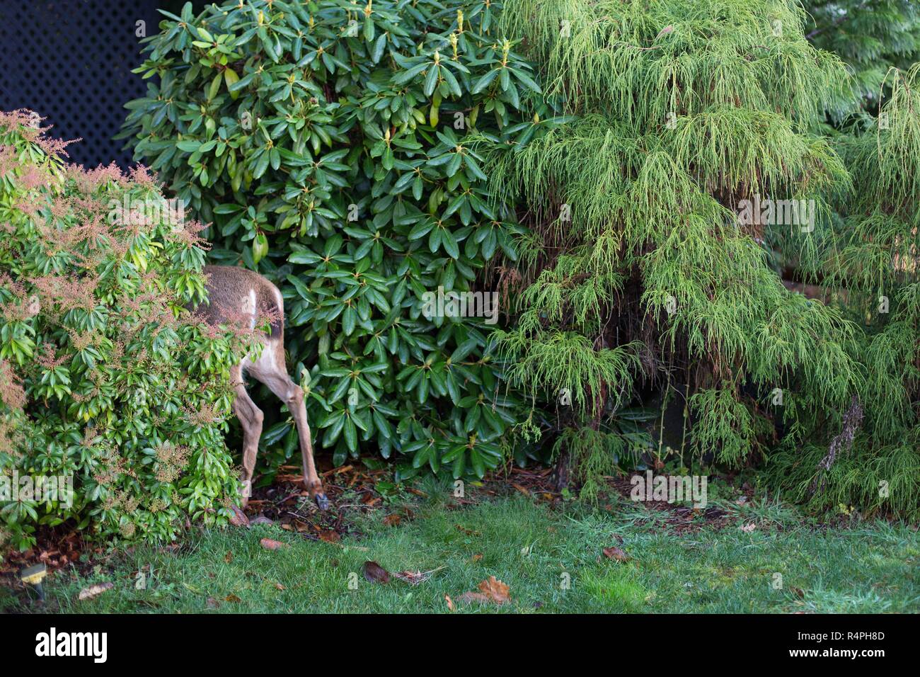 A deer's butt sticking out of some bushes Stock Photo - Alamy