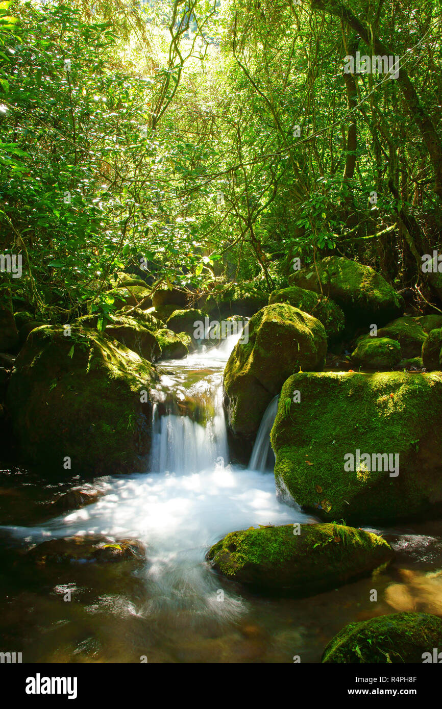 Forest of Aso, Kumamoto Prefecture, Japan Stock Photo - Alamy