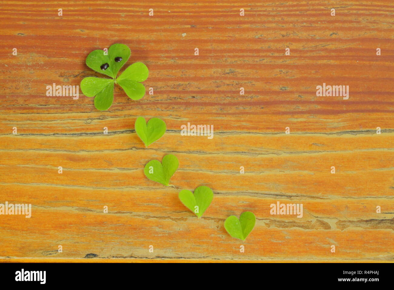 Clover with Four Leaves Stock Photo - Alamy