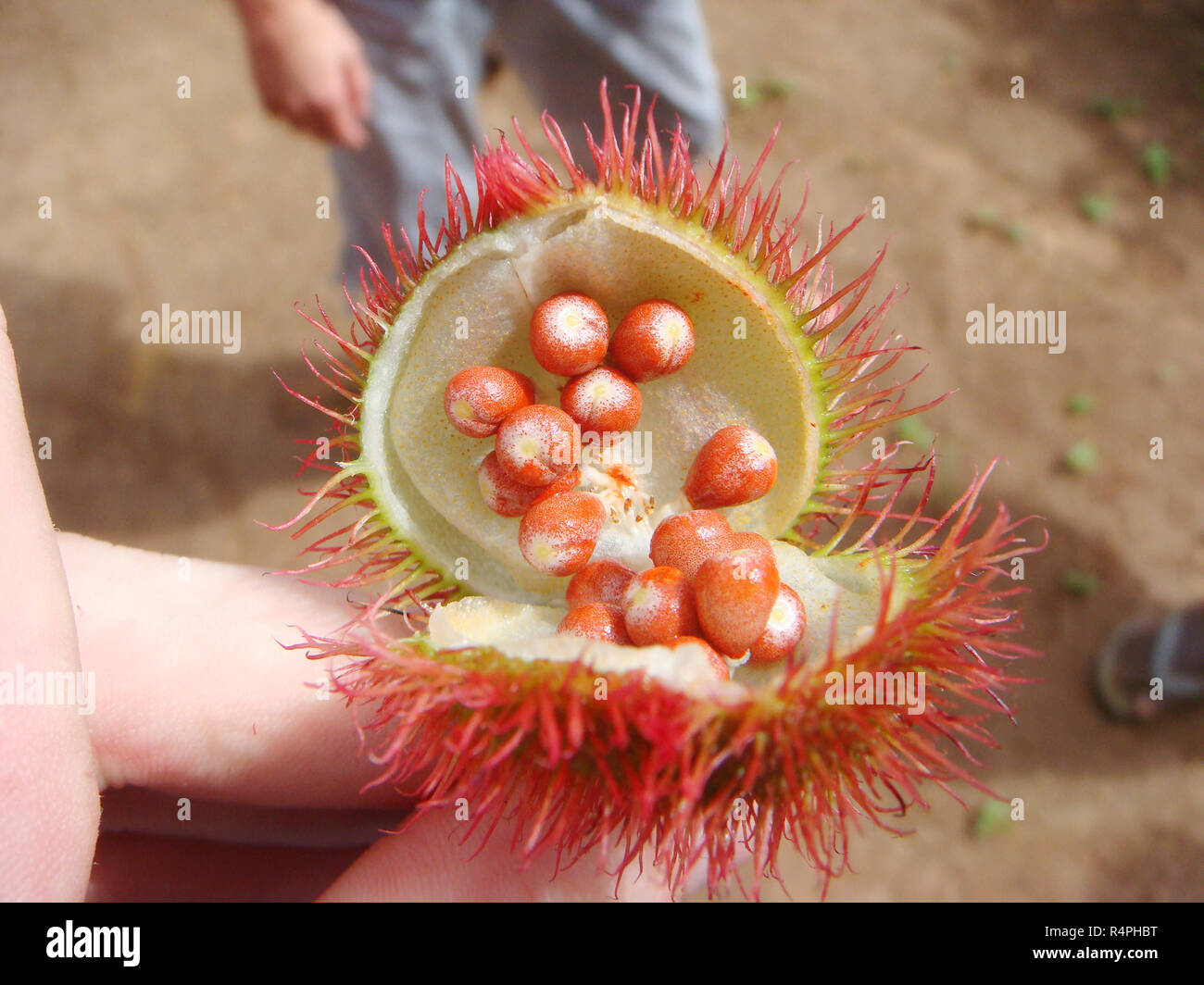 Fruit of annatto or roucou or achiote or bixa orellana in Africa Stock ...