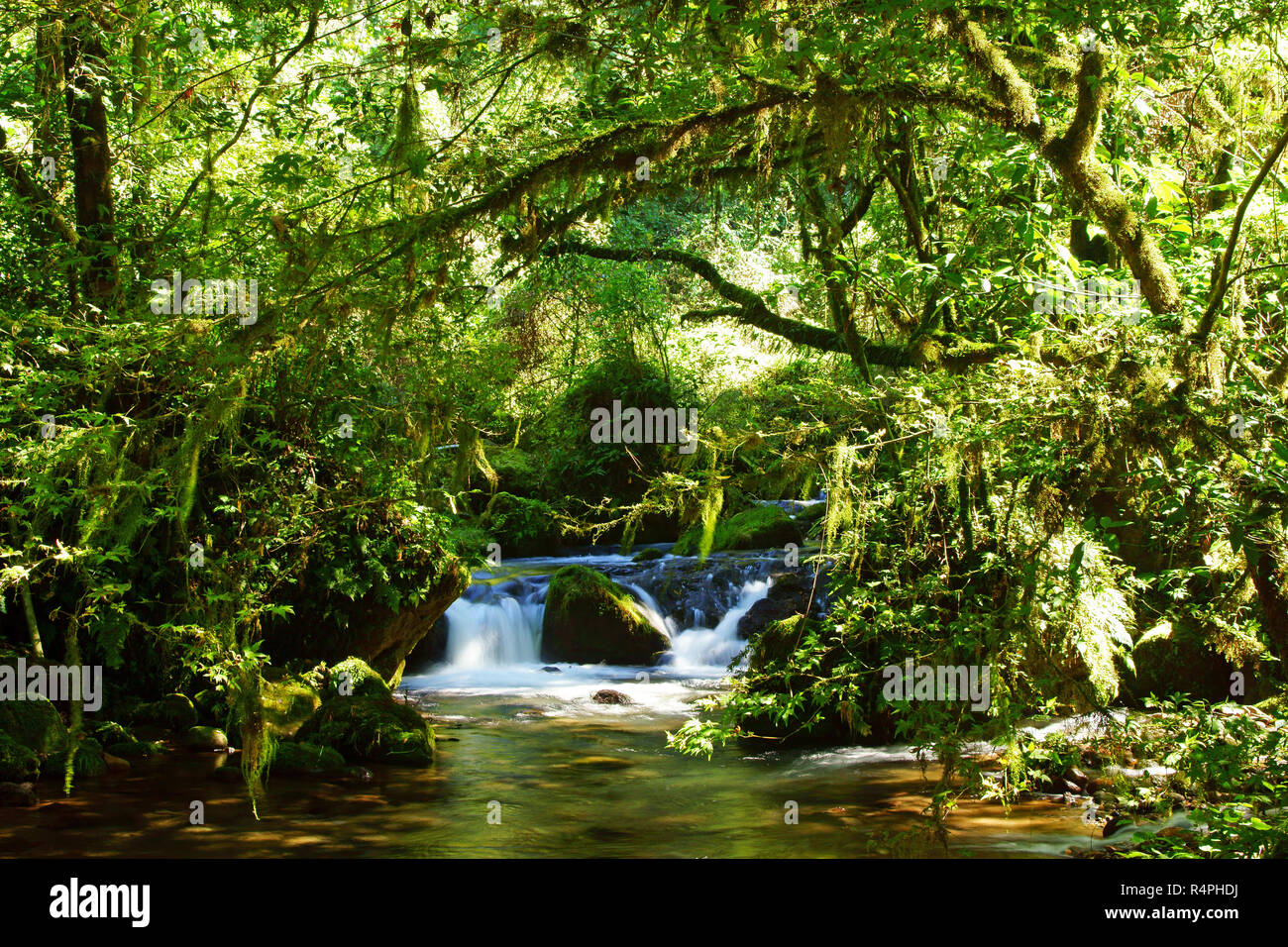 Forest of Aso, Kumamoto Prefecture, Japan Stock Photo - Alamy