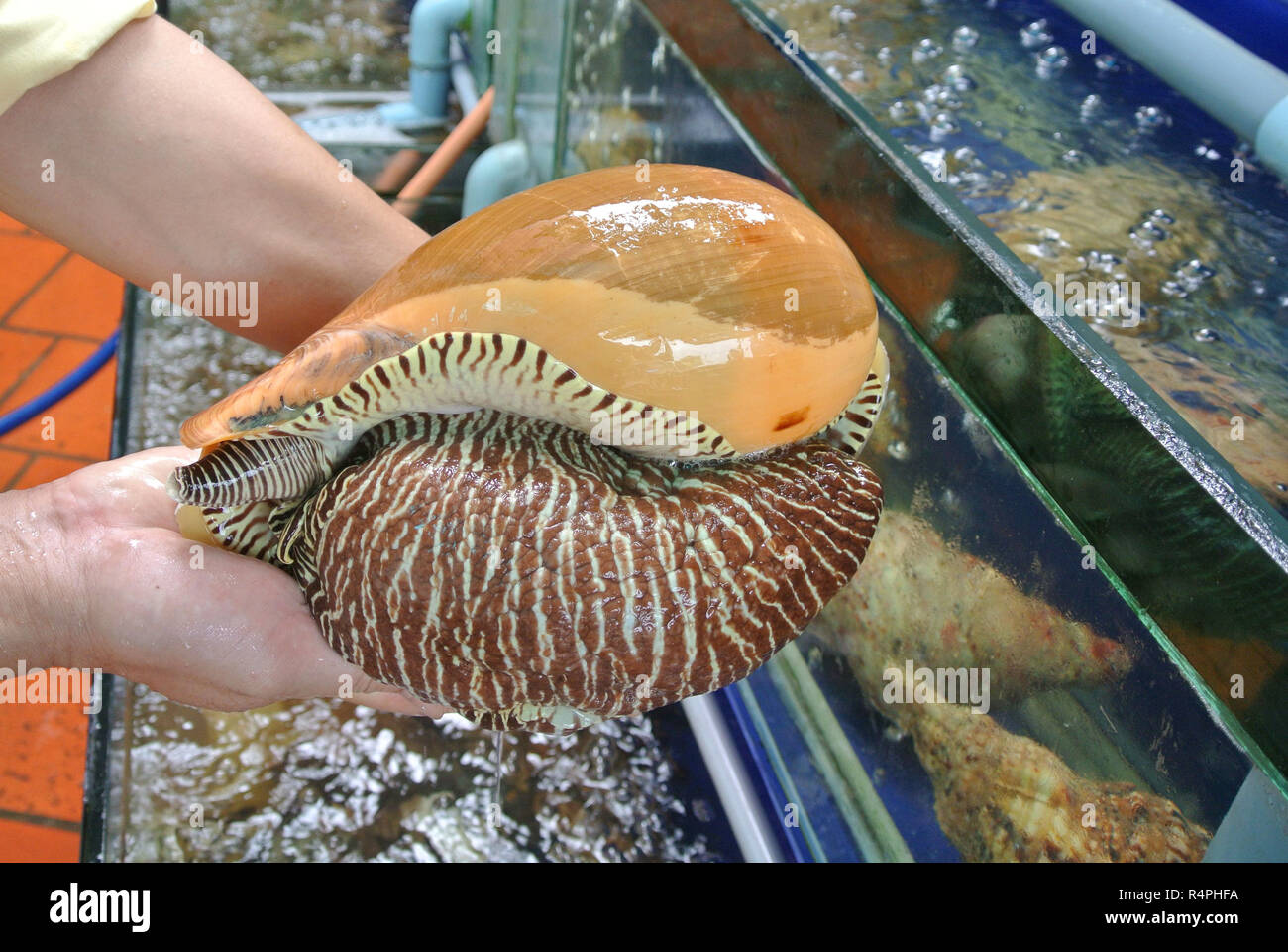Catching fresh live giant sea shell in tank by hands Stock Photo - Alamy