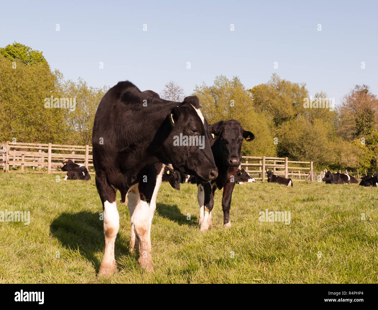 Milk cows staring on hi-res stock photography and images - Alamy