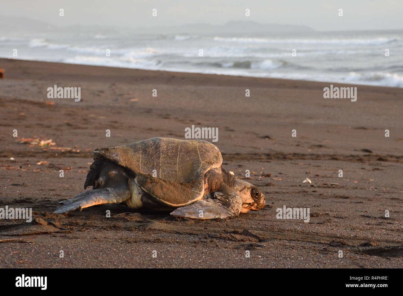 A Massive turtles nesting of Olive Ridley sea turtles in Ostional beach ...