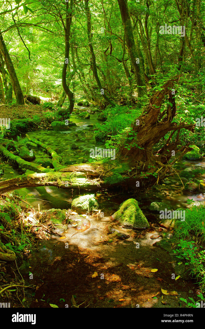 Source of Yamabuki, Kumamoto Prefecture, Japan Stock Photo - Alamy
