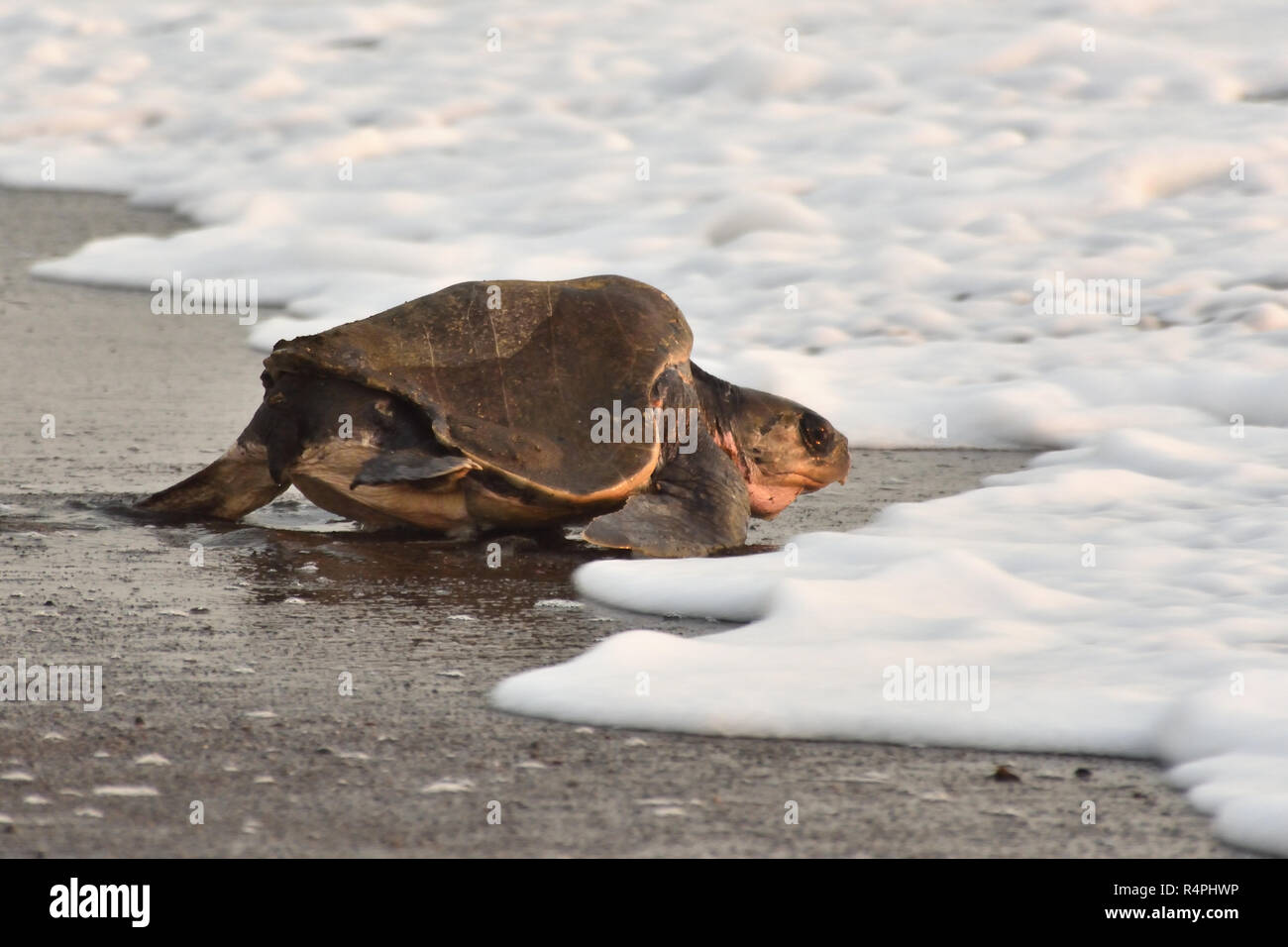 A Massive turtles nesting of Olive Ridley sea turtles in Ostional beach ...