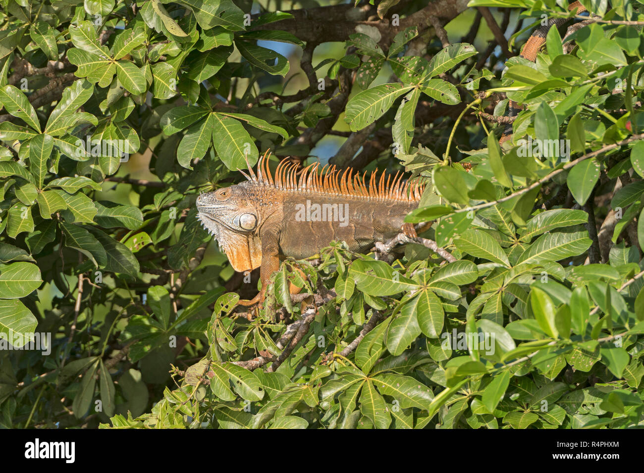 Male Iguana in a Tree Stock Photo - Alamy