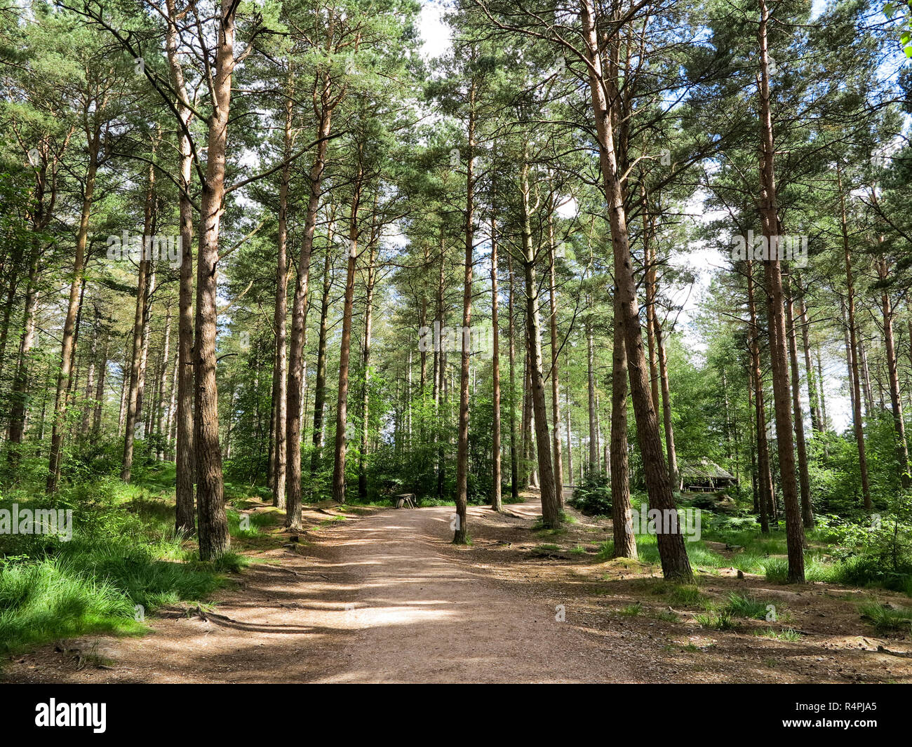 Moors valley country park forest hi-res stock photography and images ...