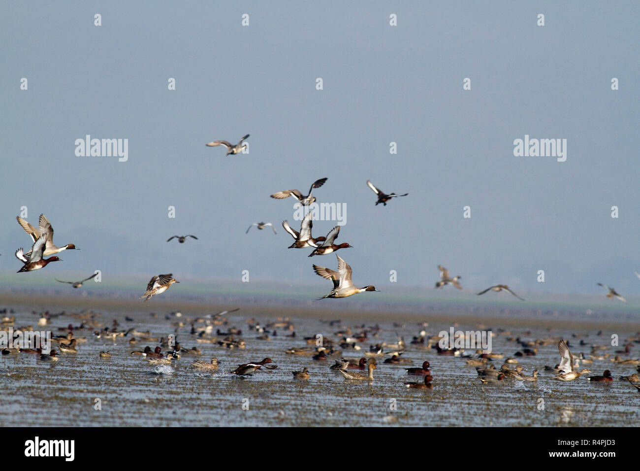 Biodiversity animals types hi-res stock photography and images - Alamy