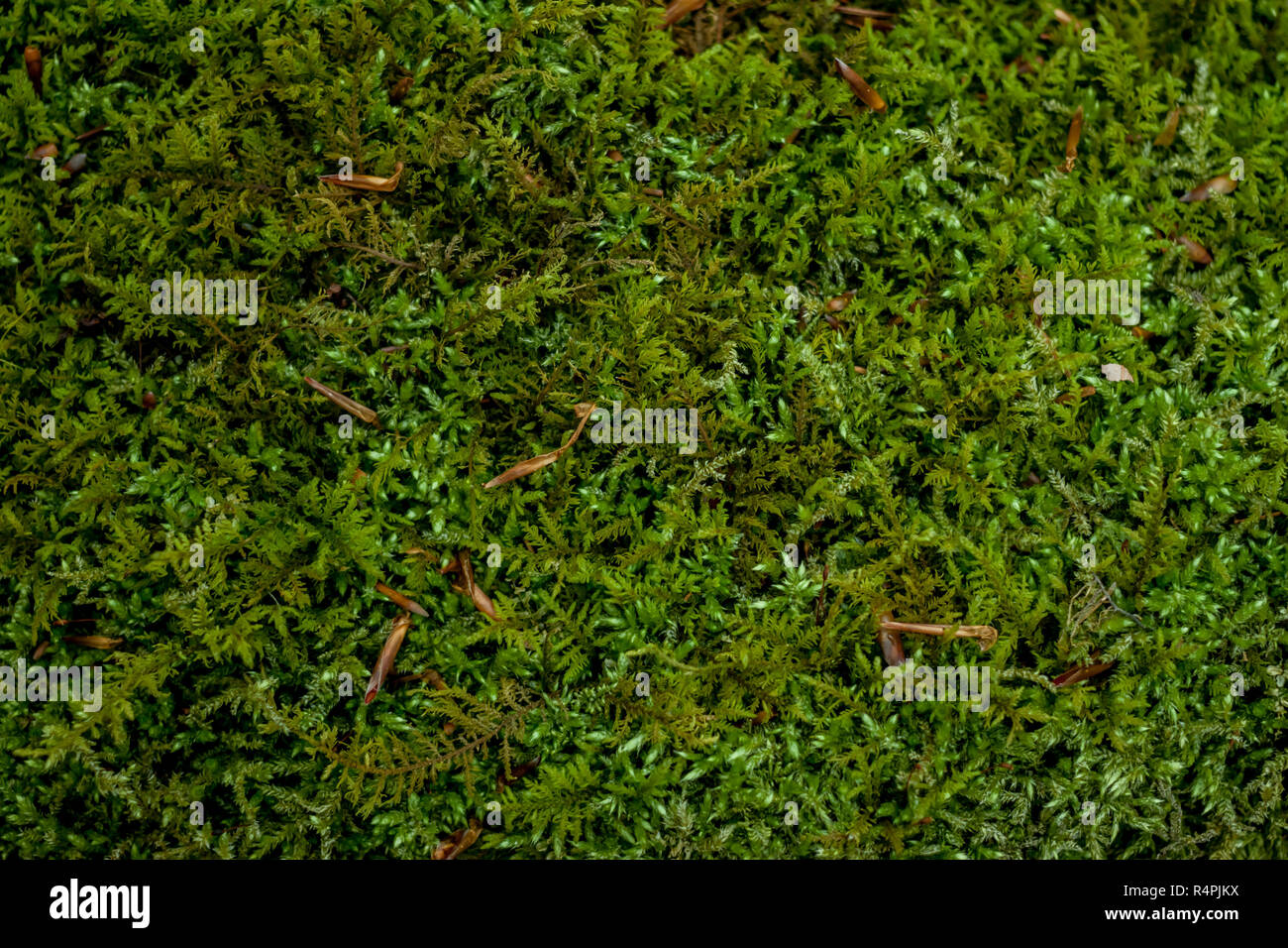 green moss texture background Stock Photo - Alamy