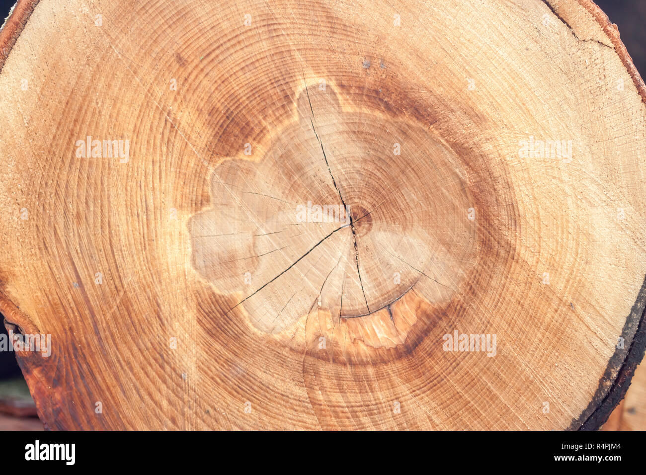 one textured cut of tree Stock Photo - Alamy