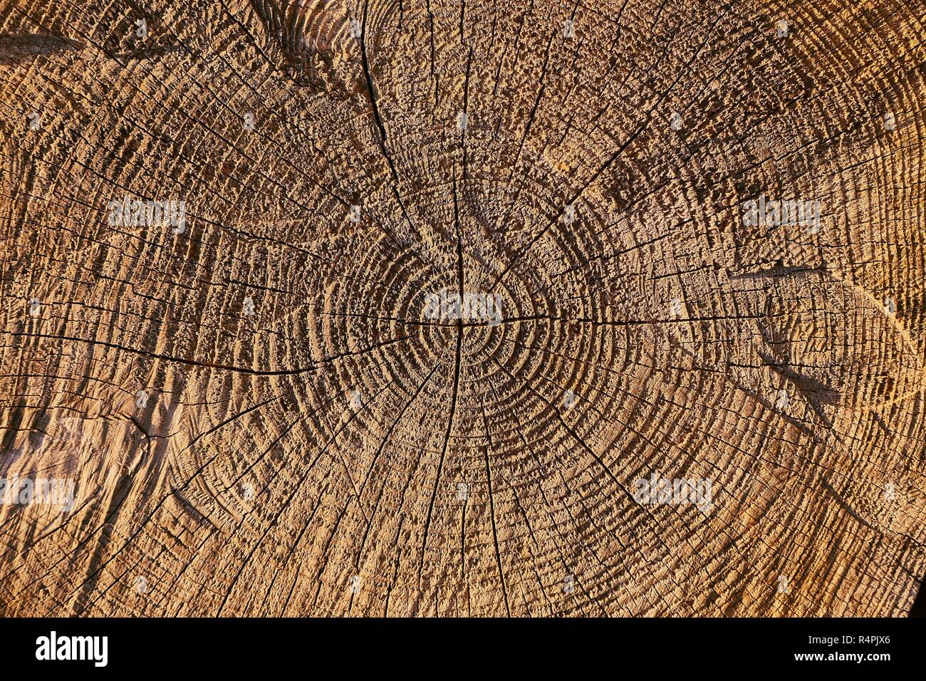 Tree trunk texture Stock Photo - Alamy
