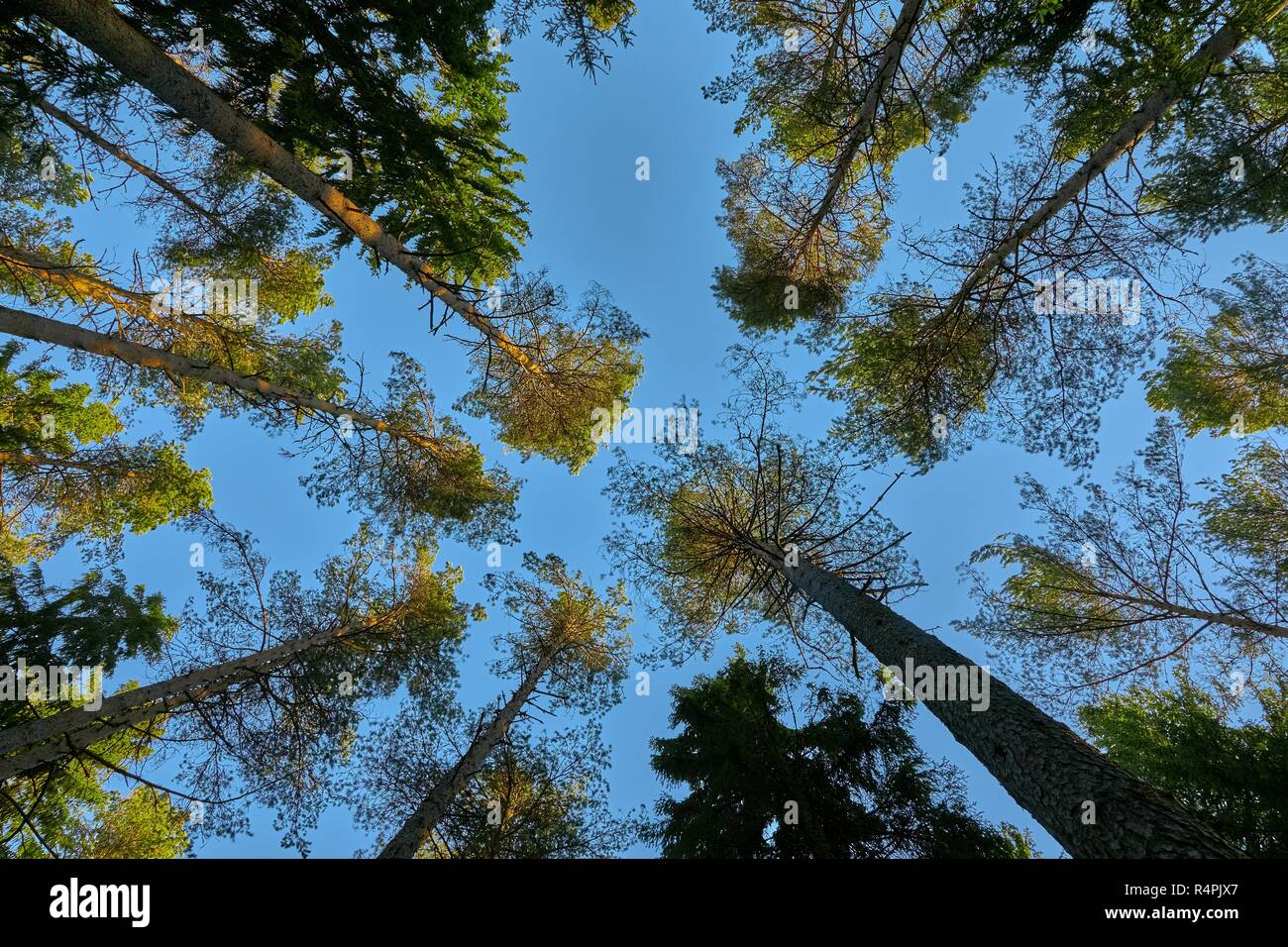 Blue sky many trees and shade hi-res stock photography and images - Alamy