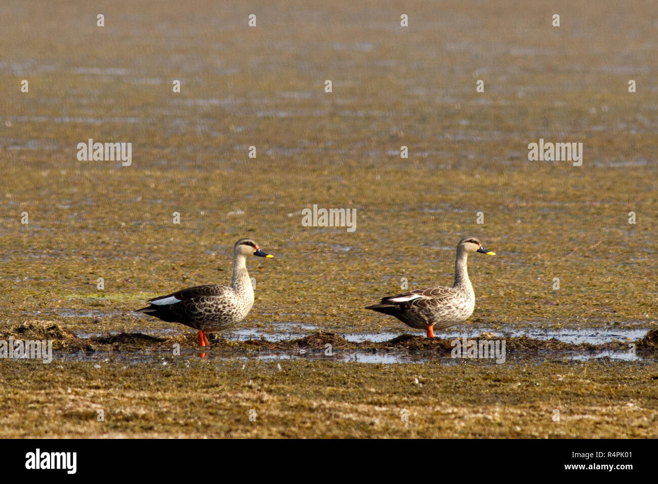 Spot-billed Duck, locally called Pati Hash at Tanguar Haor also called ...