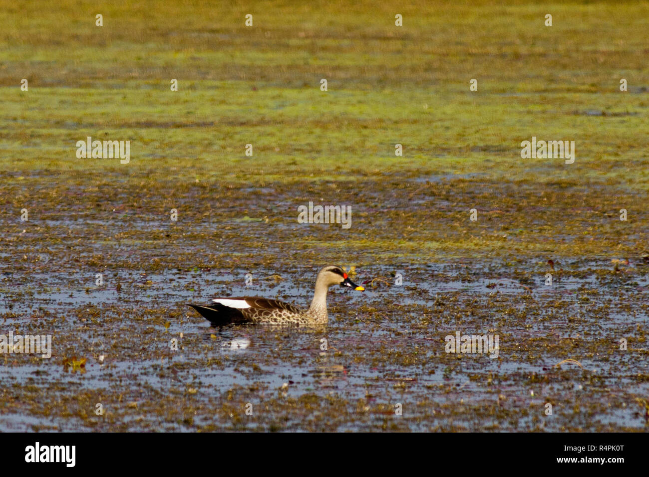 Wild animals at home hi-res stock photography and images - Alamy