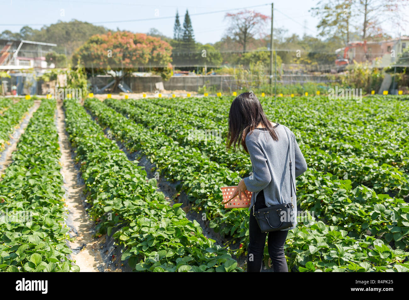 Woman pick up strawberry at outdoor Stock Photo - Alamy