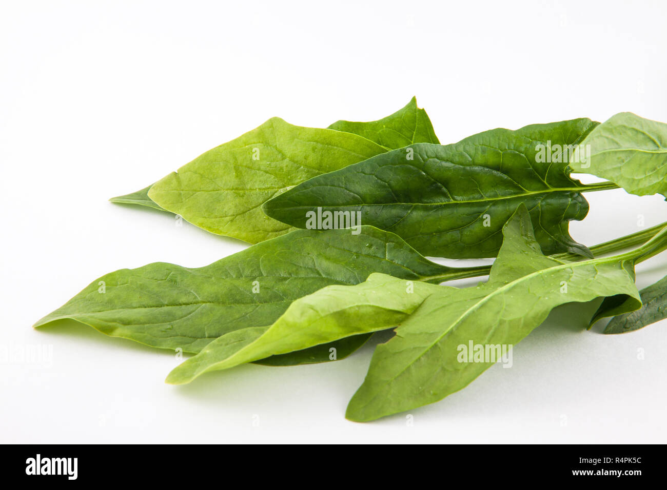 Spinach (Spinacia oleracea Stock Photo - Alamy