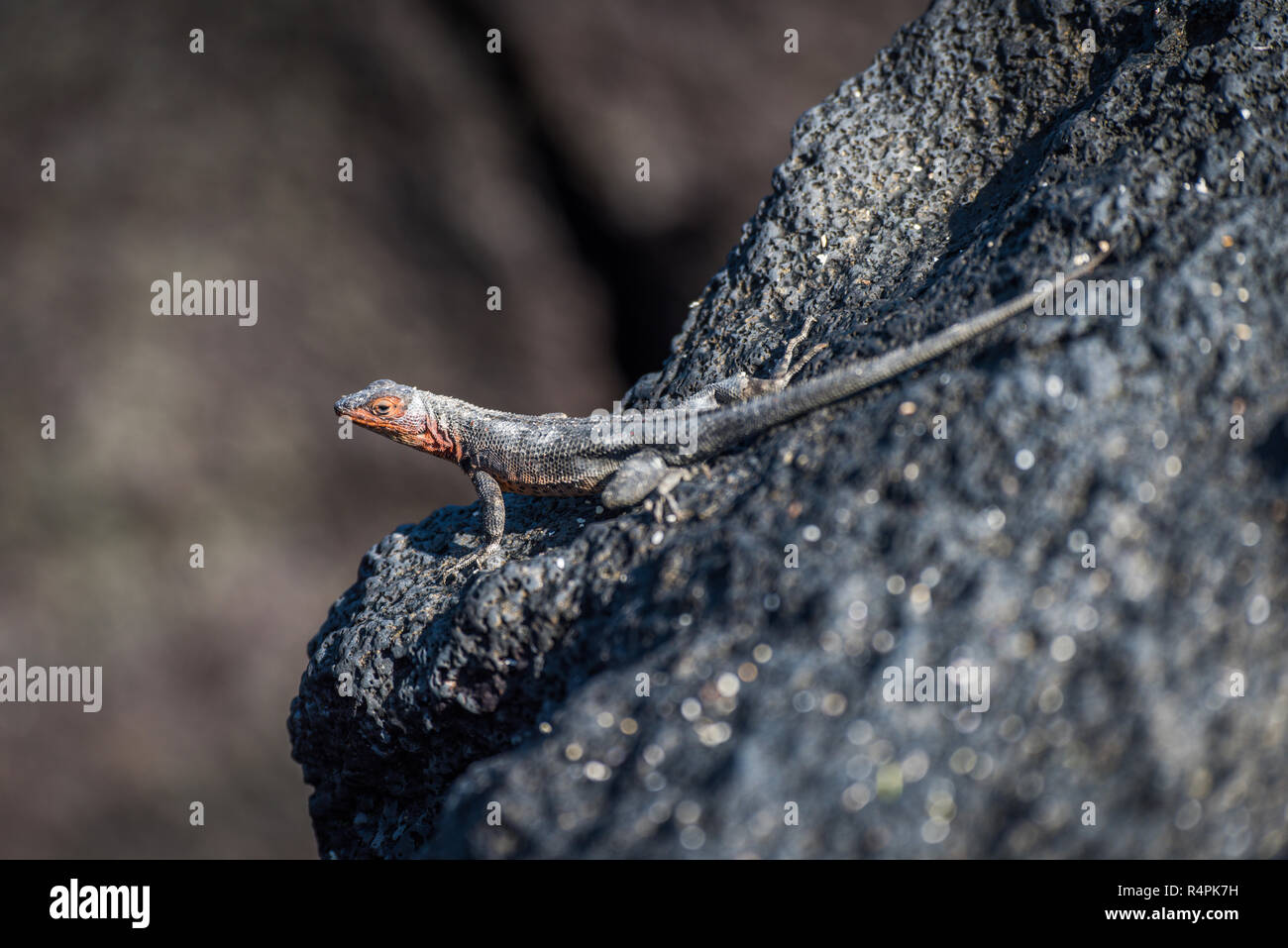 Lava lizard on beach hi-res stock photography and images - Alamy