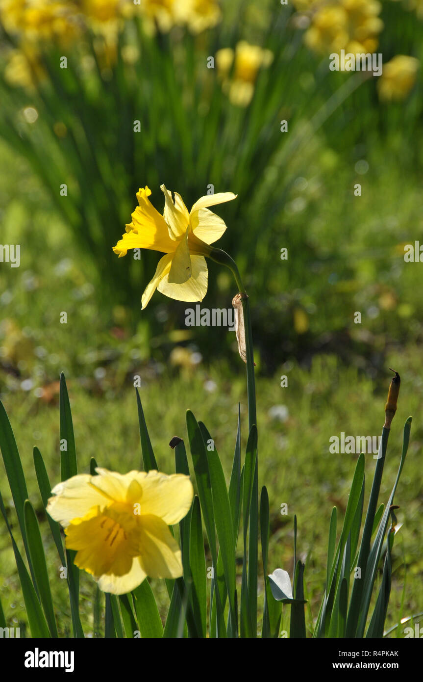 Spring messenger daffodils hi-res stock photography and images - Alamy