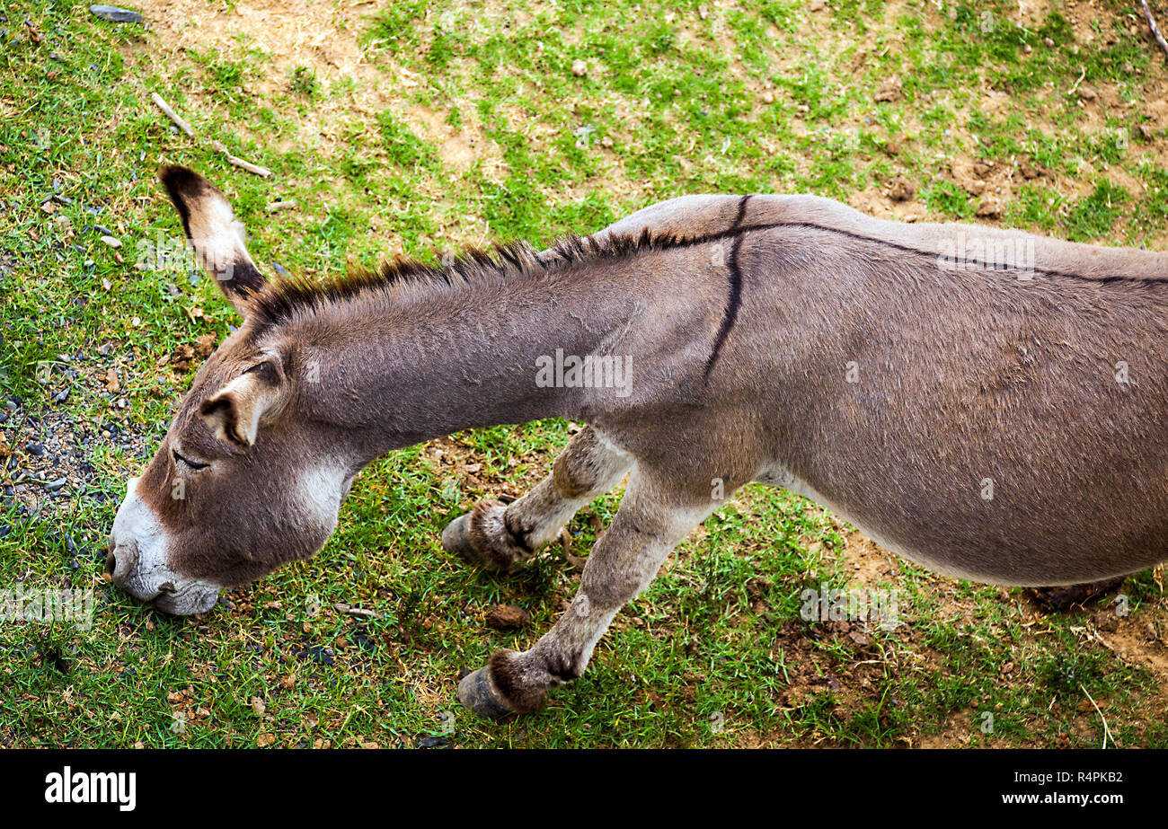 African Donkey