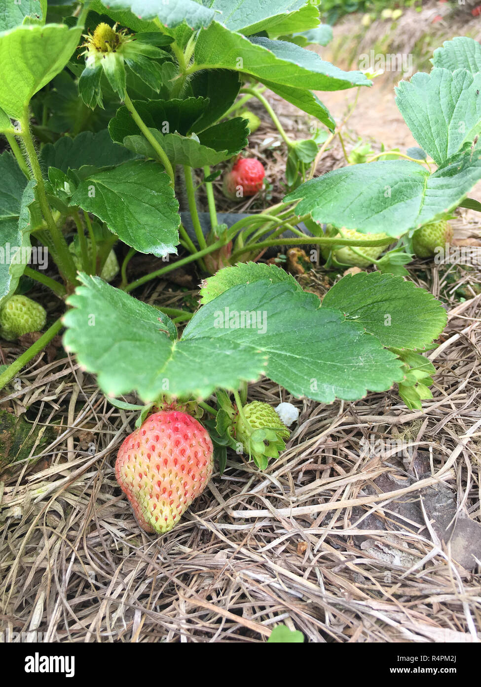 Ripe red strawberry on planting field Stock Photo - Alamy