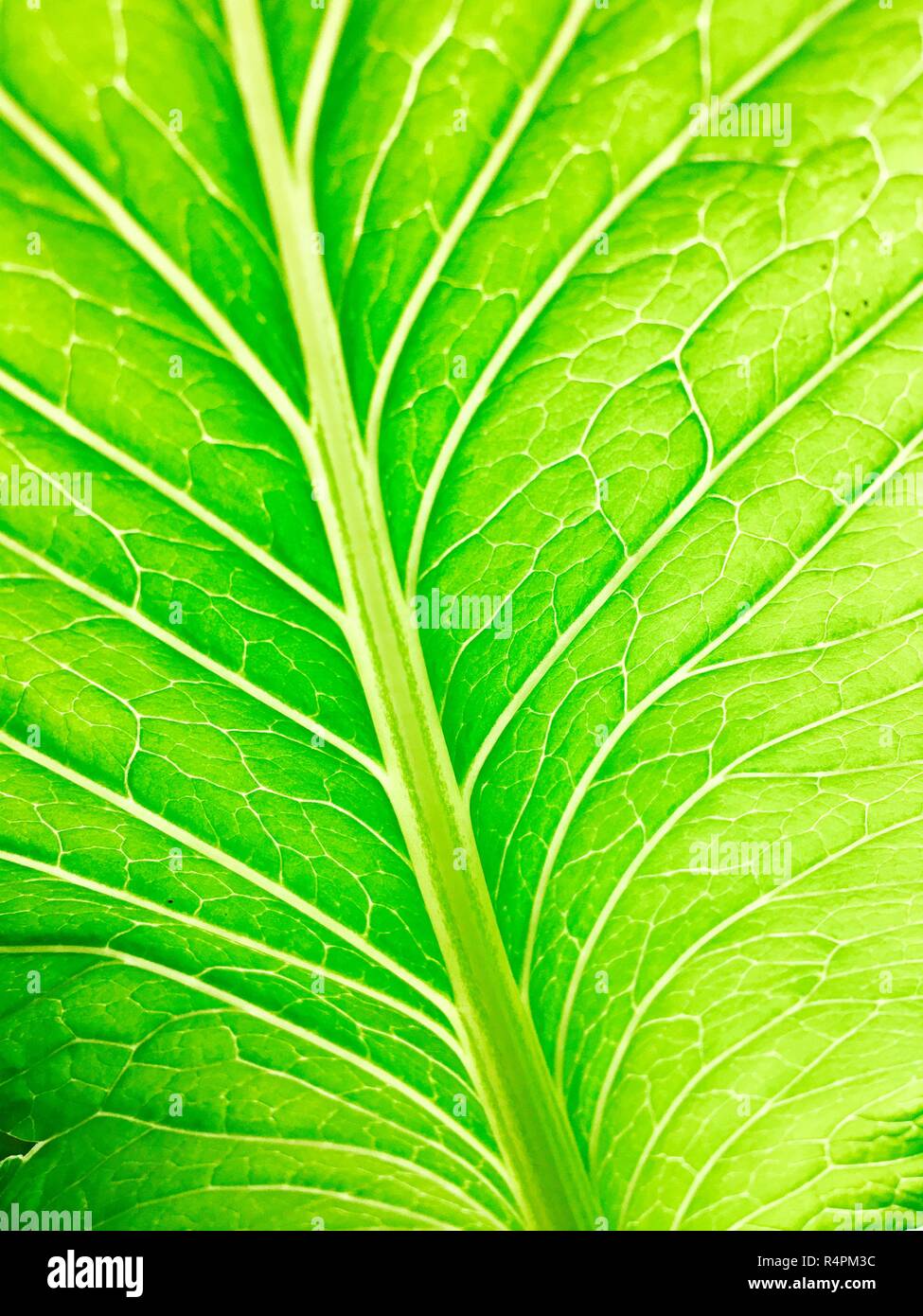 Leaf through hi-res stock photography and images - Alamy