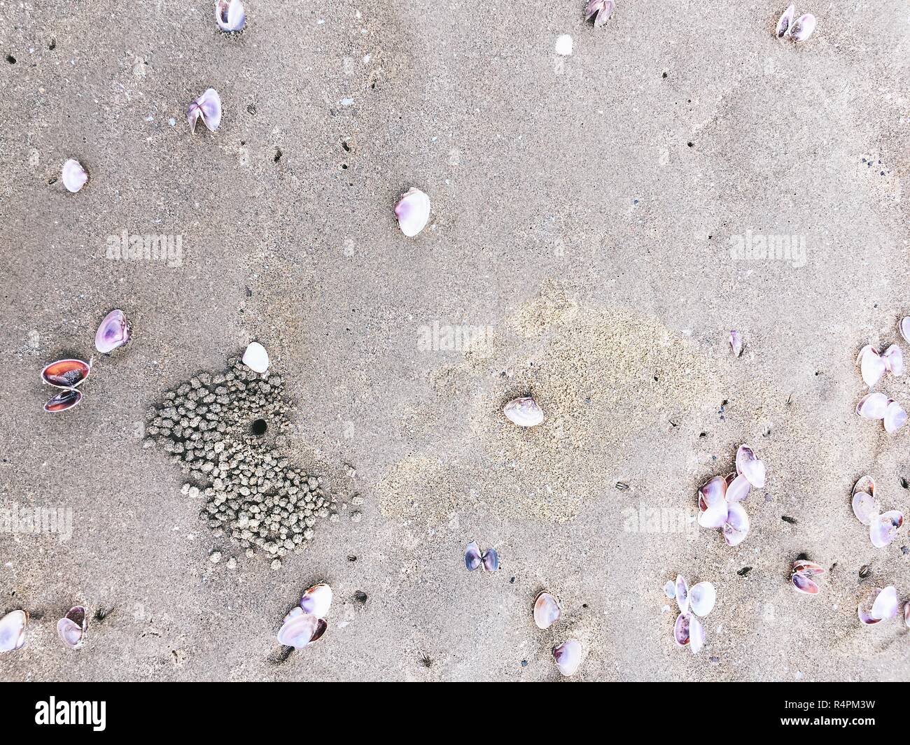 Sea shells and snail on the sand beach Stock Photo - Alamy