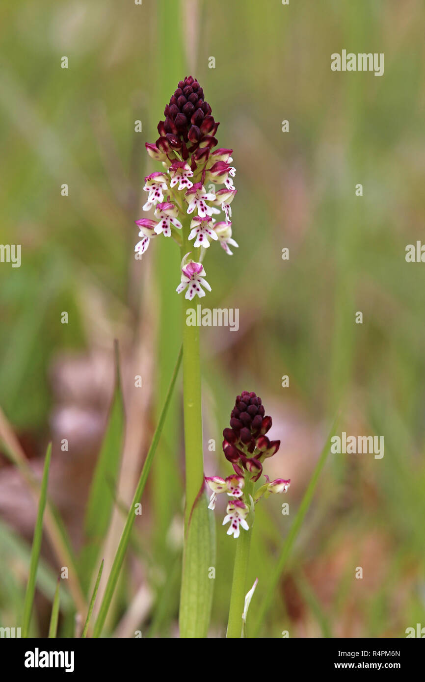 Orchis rarity hi-res stock photography and images - Alamy