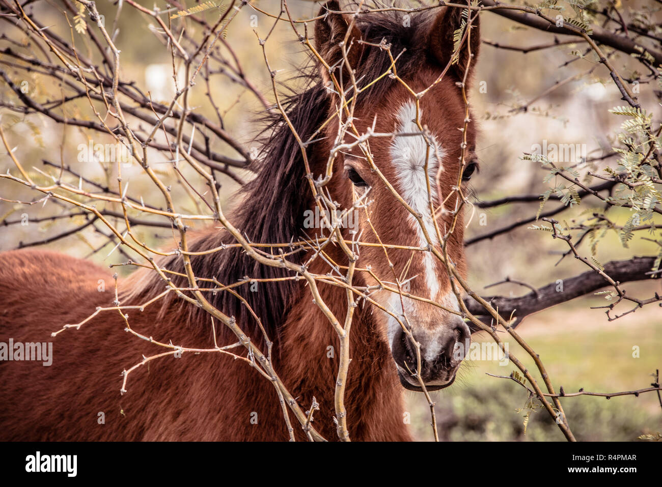 Peering through bush hi-res stock photography and images - Alamy