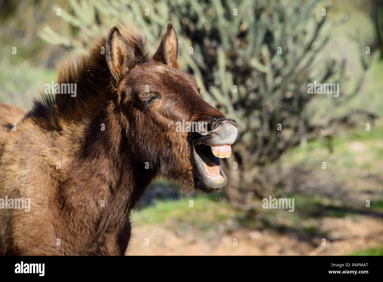 laughing wild burro donkey in the American Southwest Sonoran desert ...