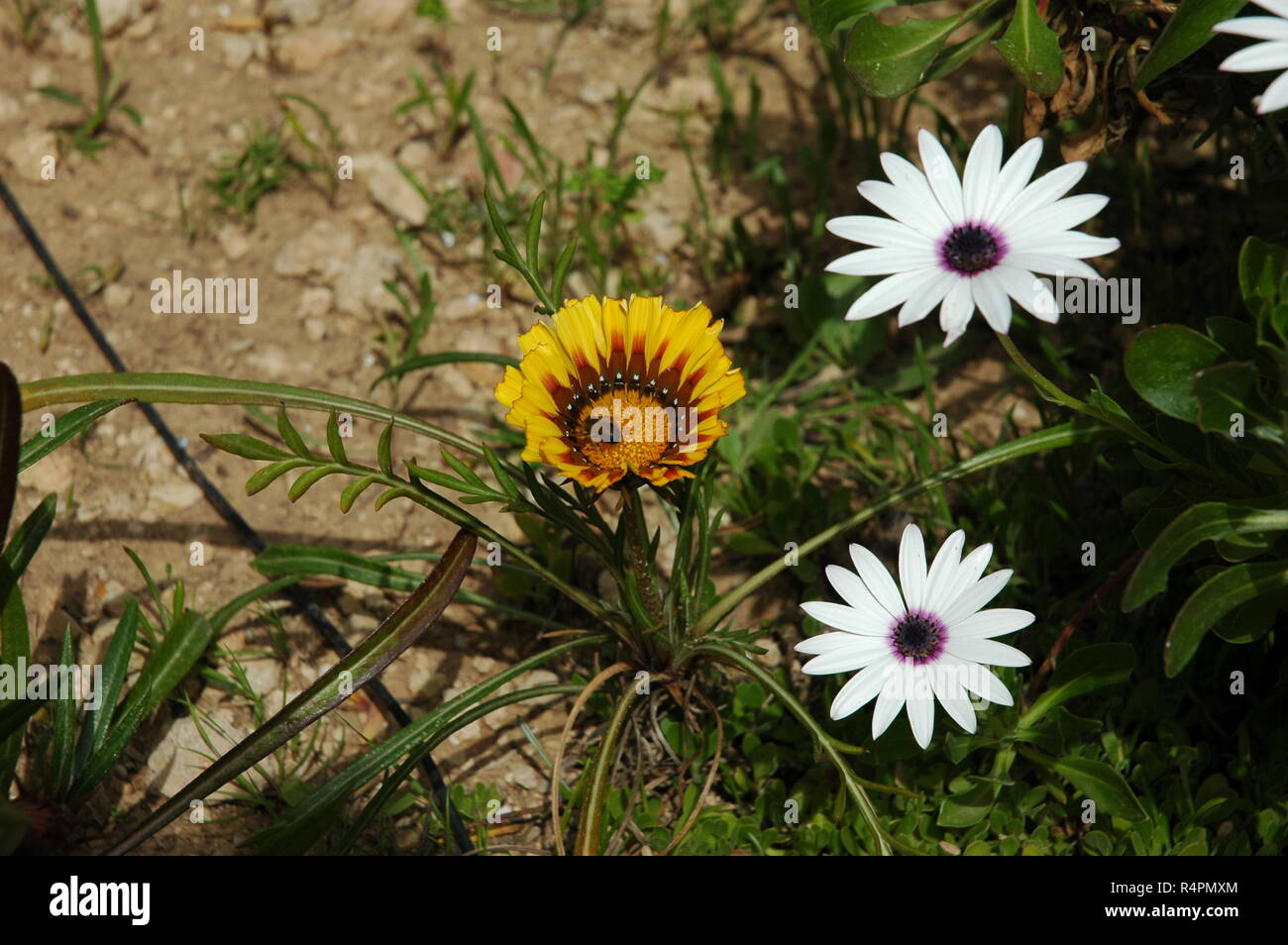 Magariten hi-res stock photography and images - Alamy