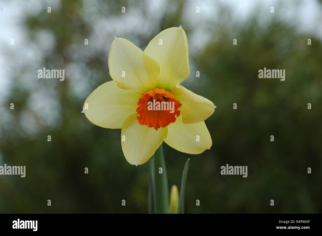 White and yellow easter bells hi-res stock photography and images - Alamy