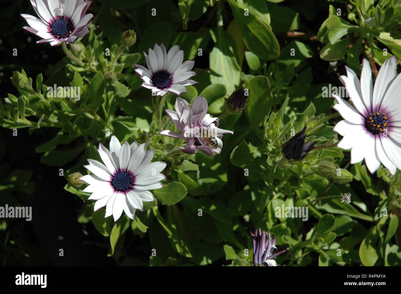 Magariten hi-res stock photography and images - Alamy