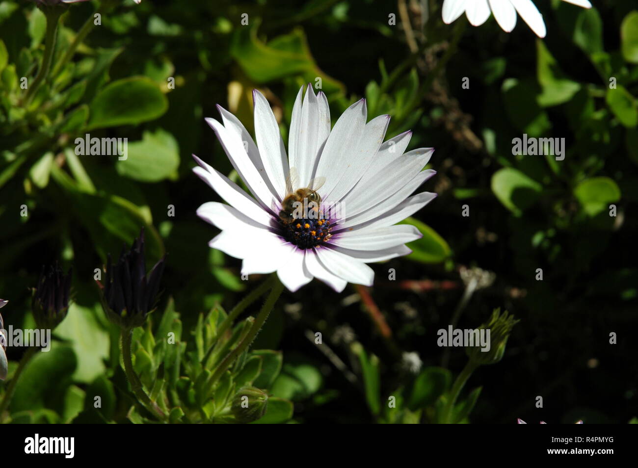 Magariten hi-res stock photography and images - Alamy