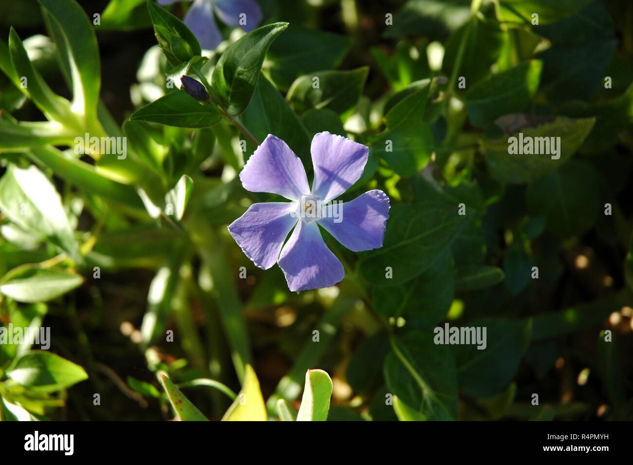 Magarite hi-res stock photography and images - Alamy