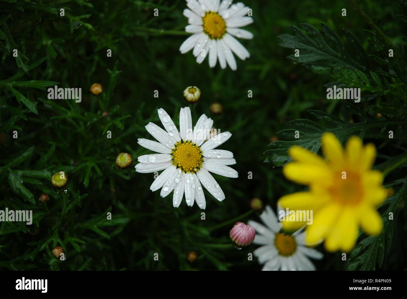 Magariten hi-res stock photography and images - Alamy